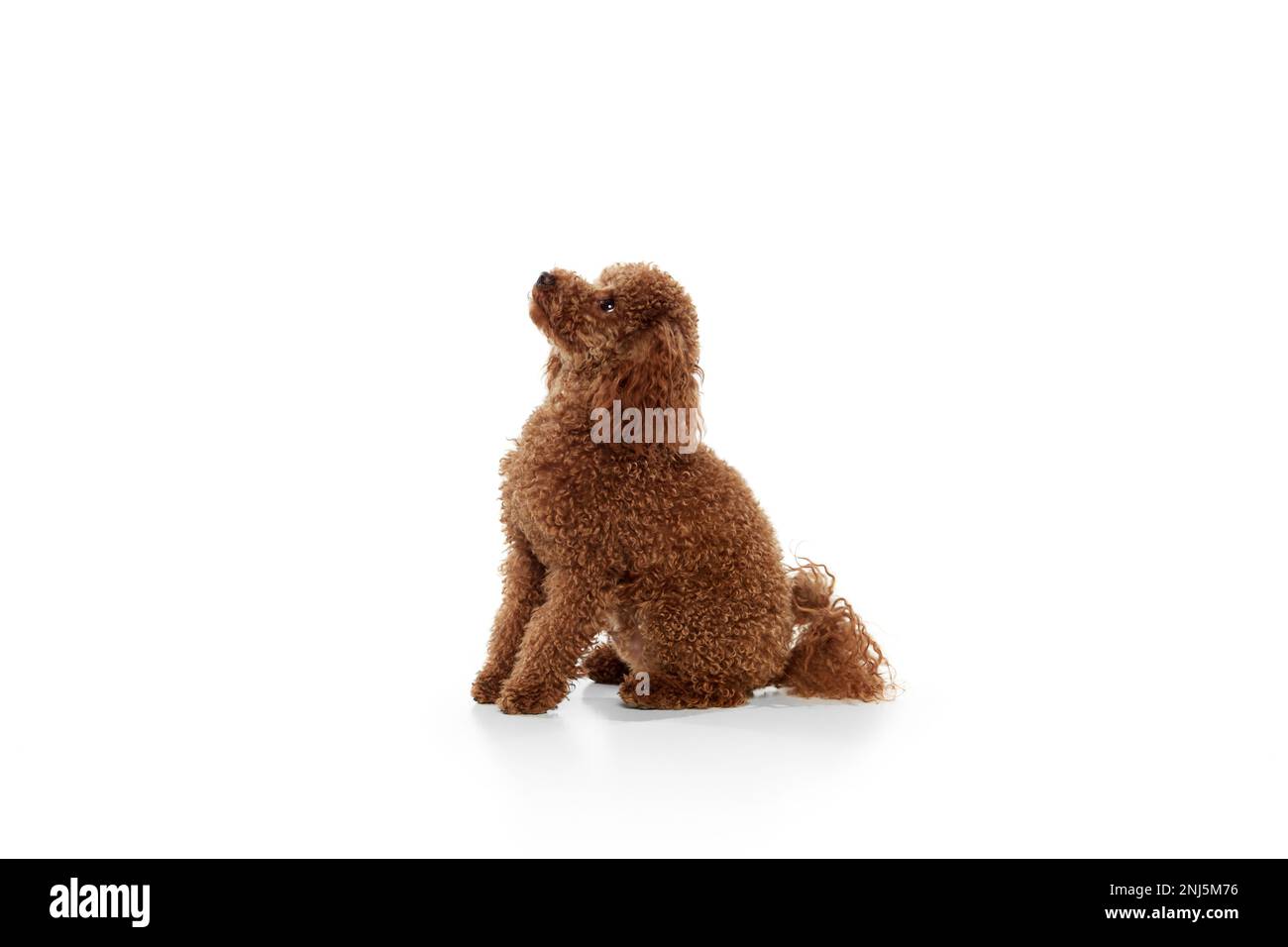 Studio shot of adorable curly red-brown poodle dog isolated over white ...