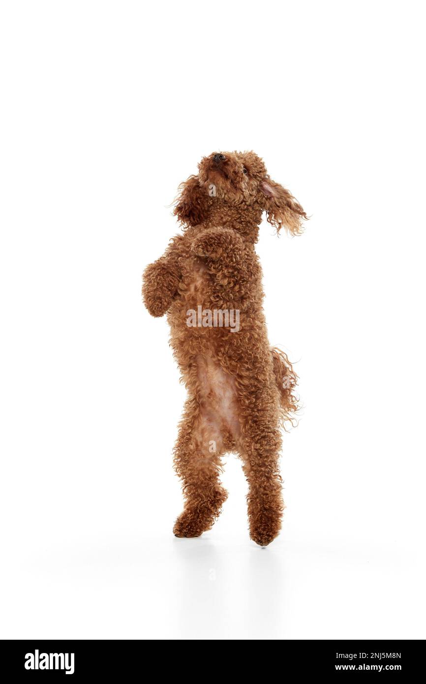 Cute red-brown poodle dog posing over white studio background. Pet ...
