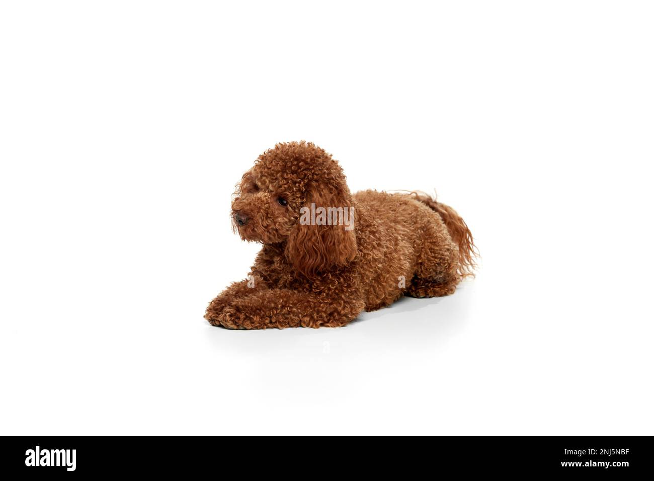 Studio shot of adorable curly red-brown poodle dog isolated over white ...