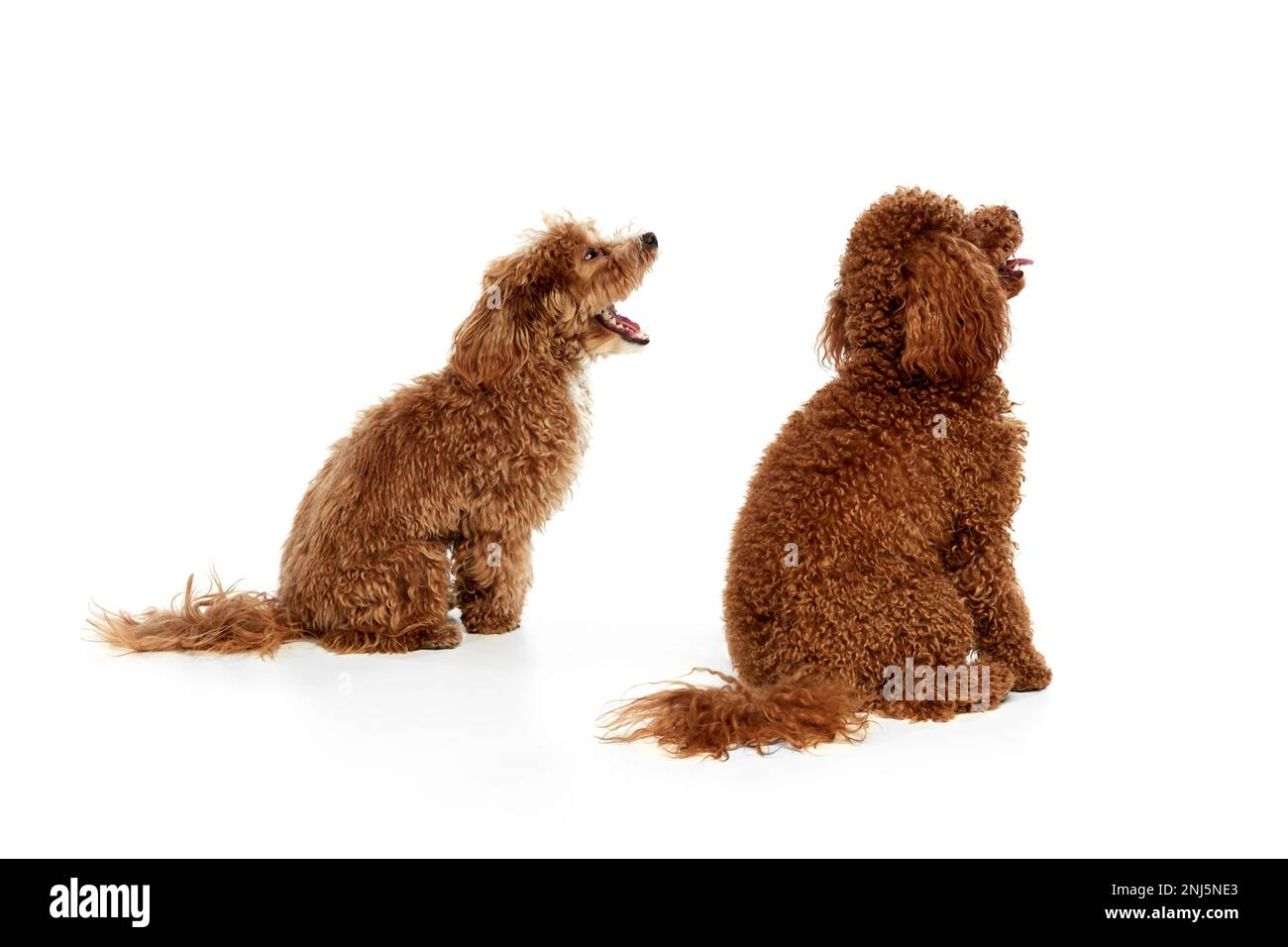 Two cute curly red-brown poodles, liitle dogs posing isolated over ...