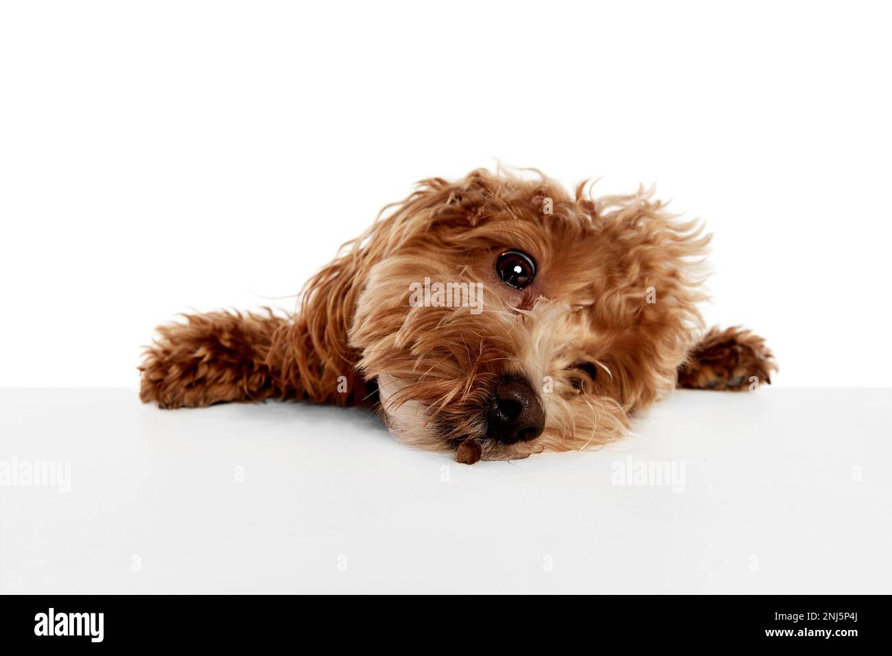 Closeup head of funny curly red-brown poodle dog isolated over white ...