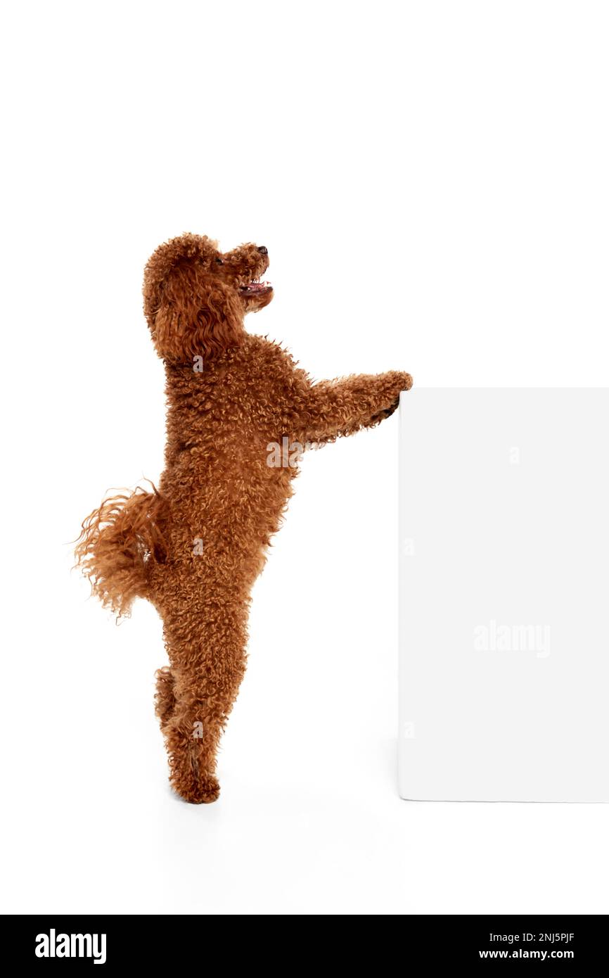 Cute red-brown poodle dog posing over white studio background. Pet ...