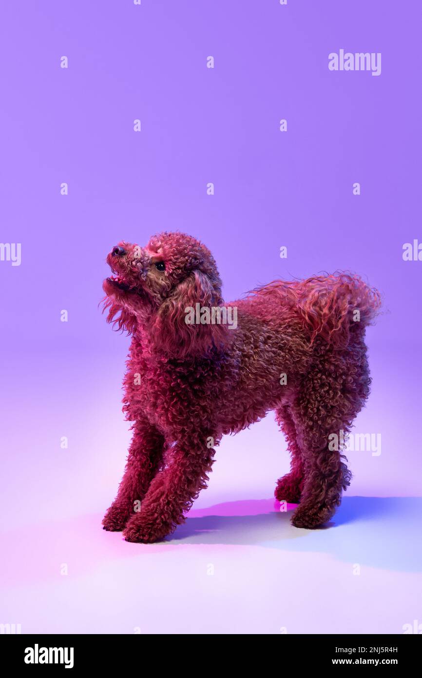 Portrait of charming brown Poodle dog standing and looking up over ...