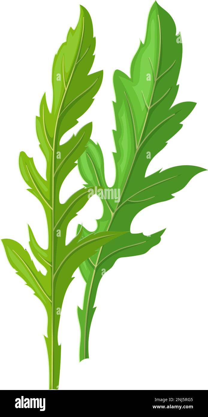 arugula vegetable cartoon vector illustration color sign Stock Vector ...