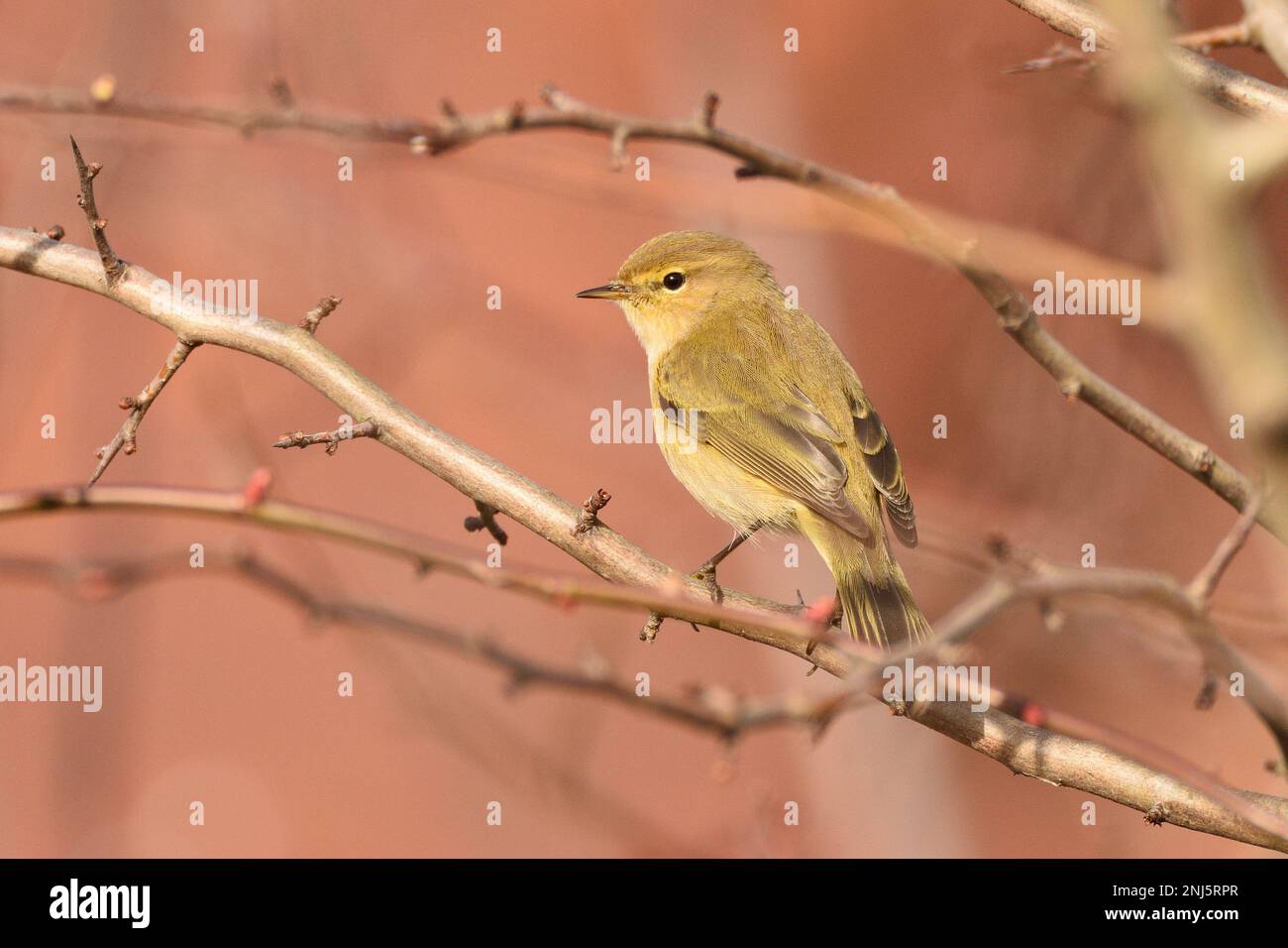 Chiffchaff temporarily at rest in the winter sunshine. Walthamstow ...