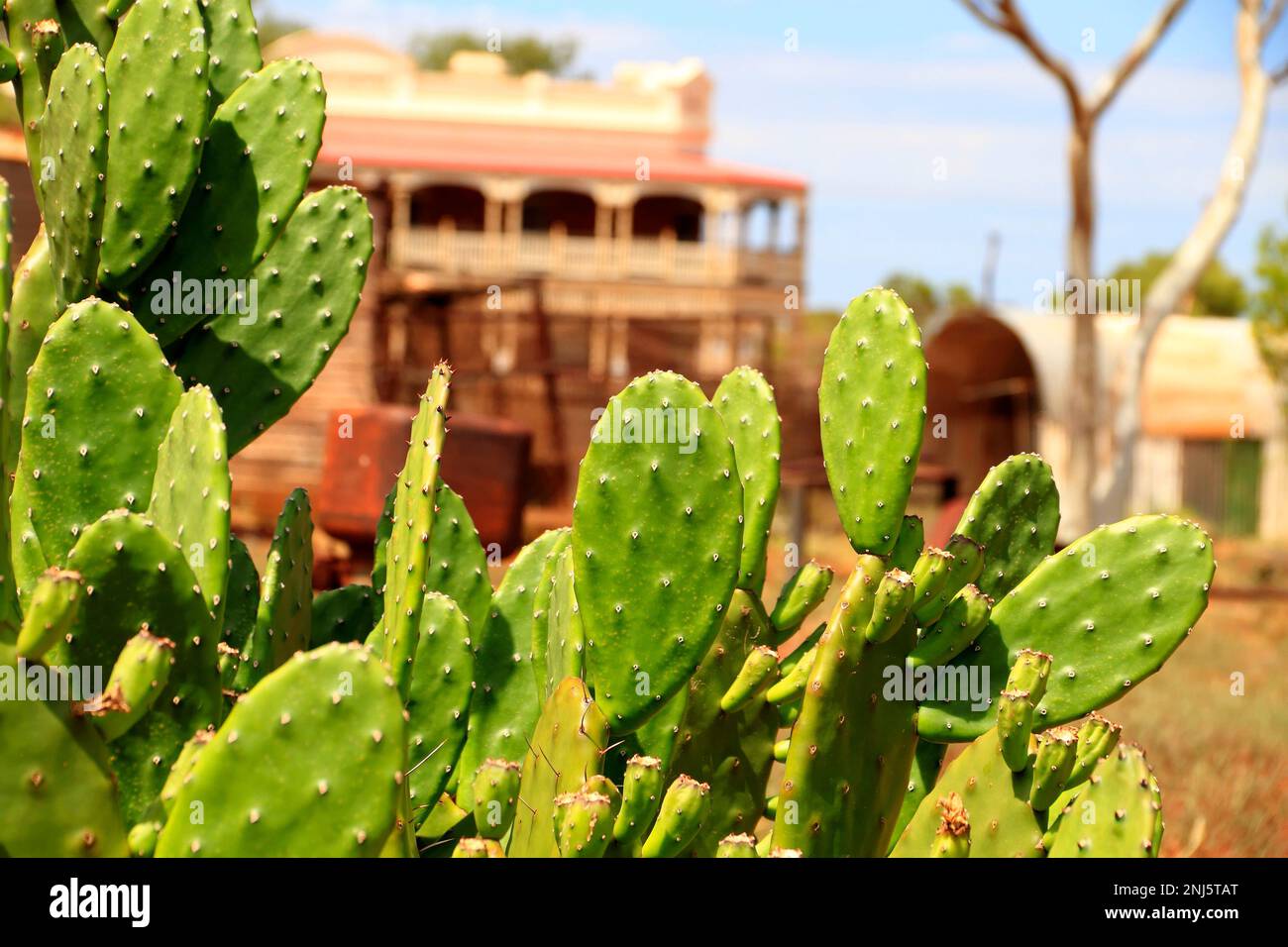 Australian Desert Cactus