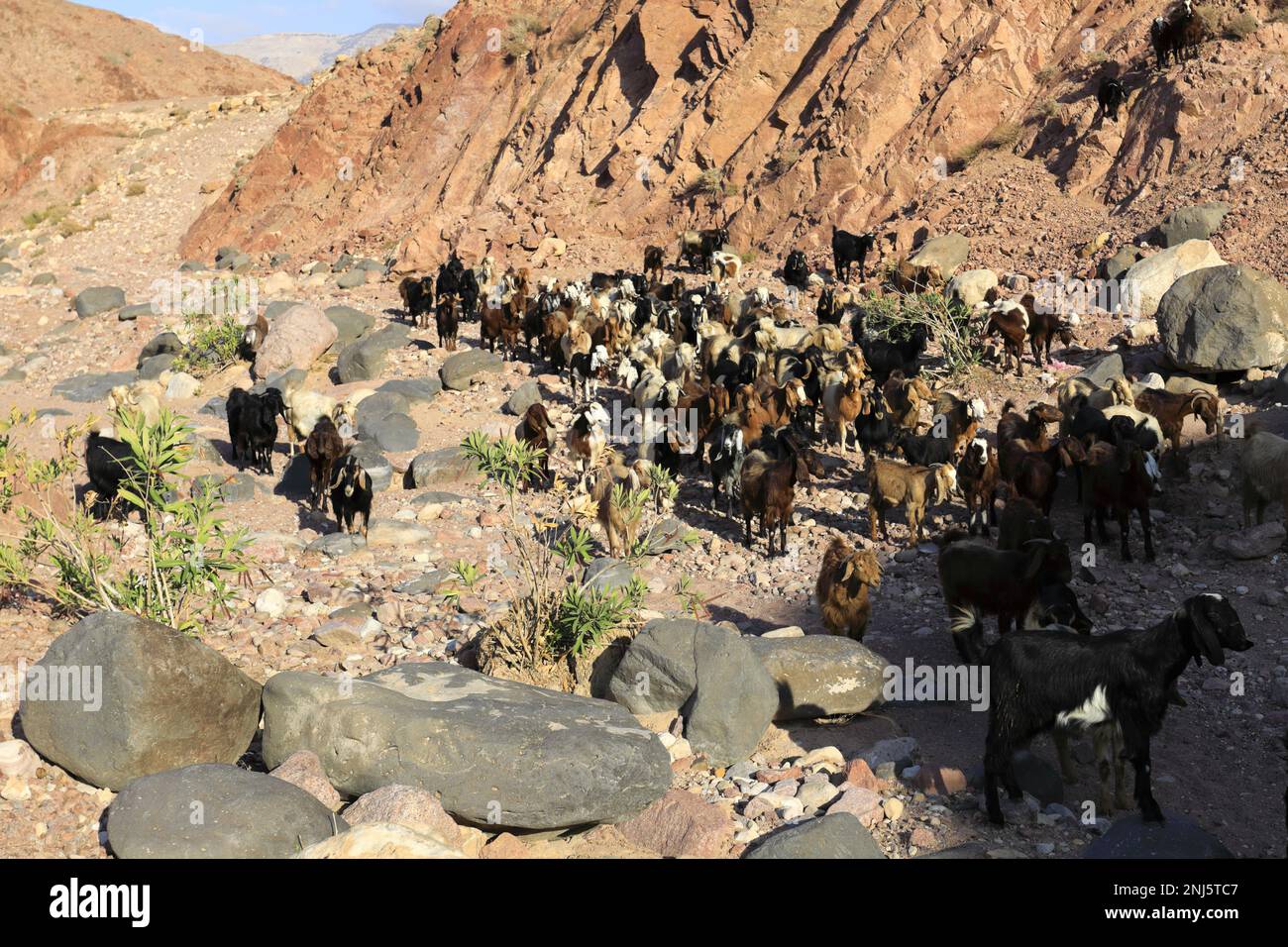 Goats in the Dana Biosphere Reserve, Wadi Dana, south-central Jordan ...