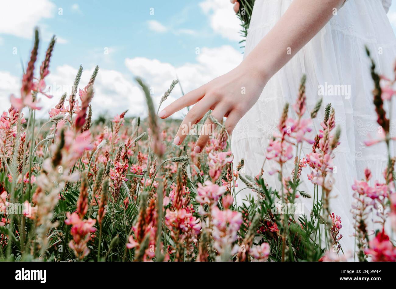 Close up hand of woman in white dress touching blossoming pink flowers ...