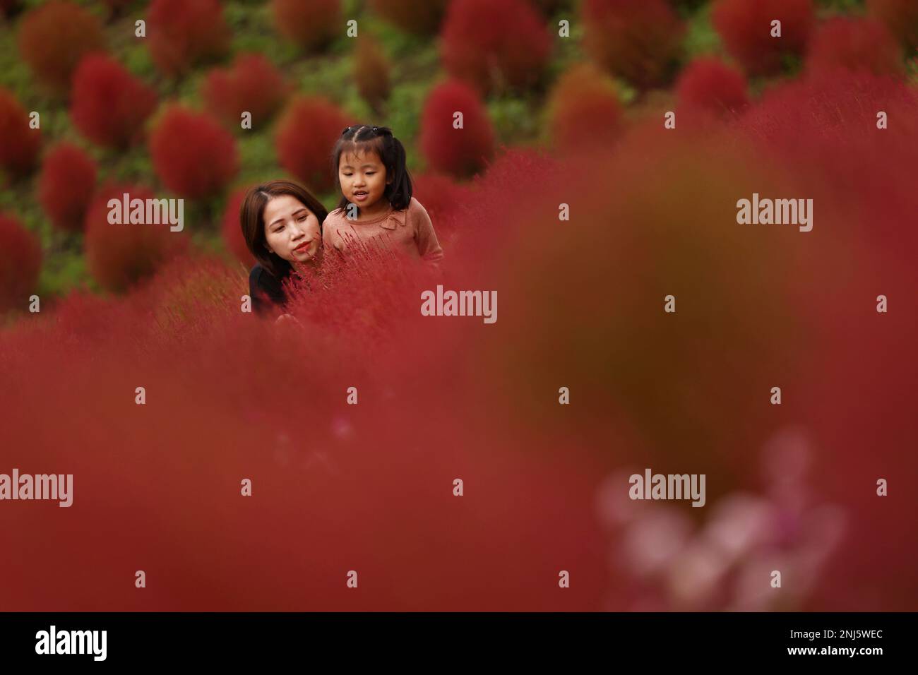 Bright red kochia cover a hill at Biwako hakodateyama in Takashima City ...