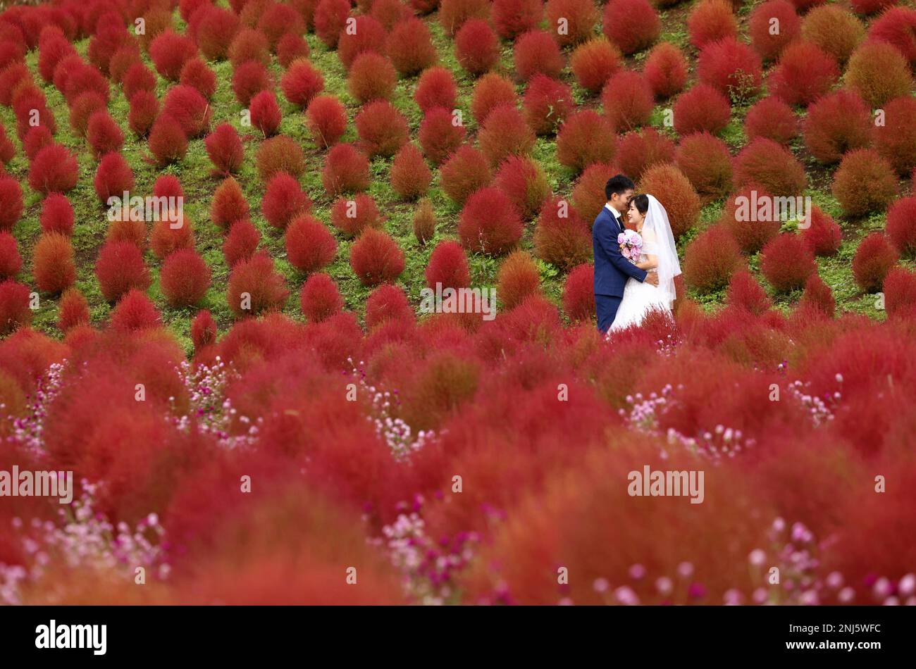 Bright red kochia cover a hill at Biwako hakodateyama in Takashima City ...