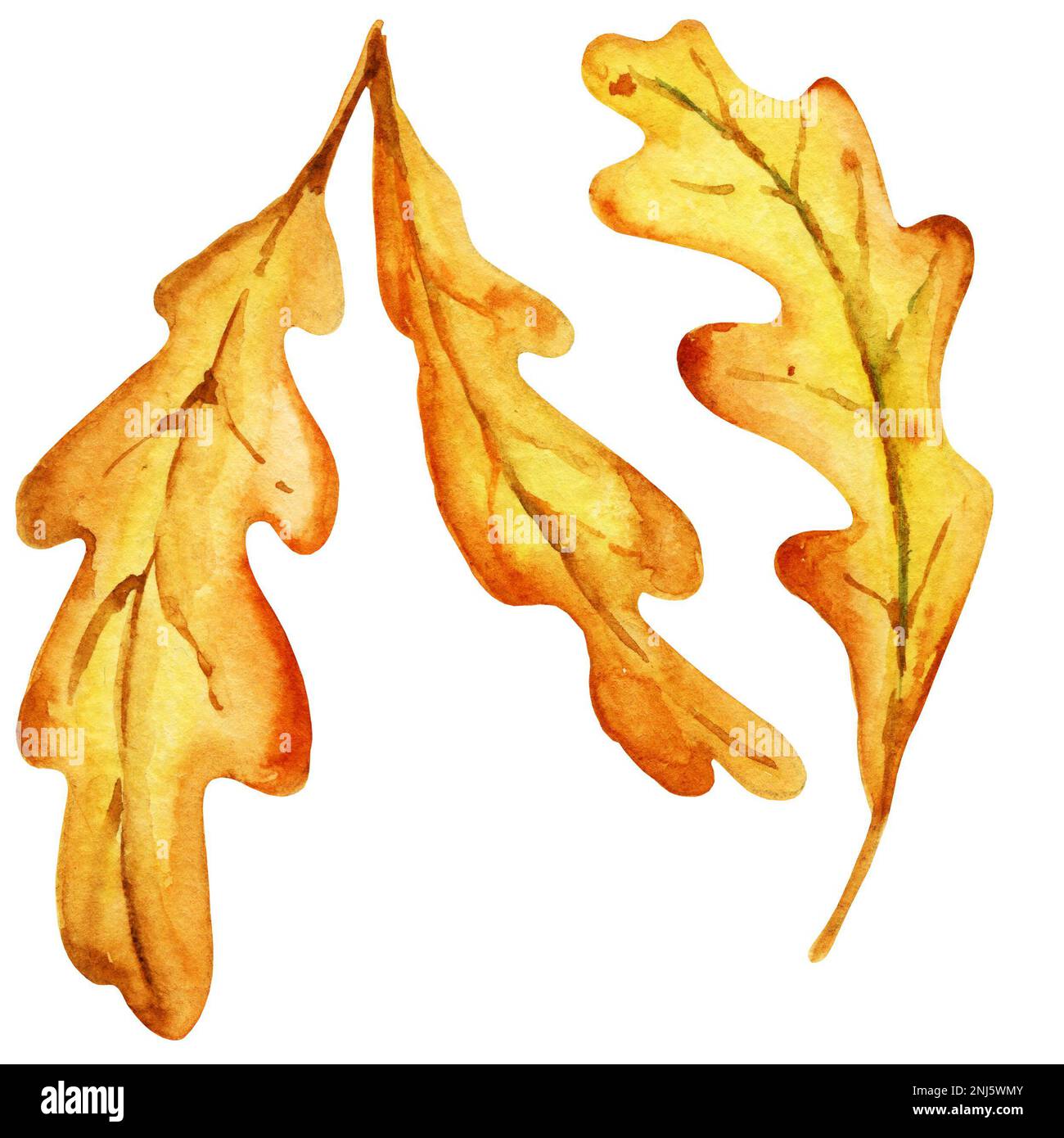 hand draw watercolour illustration yellow and orange oak leaves ...
