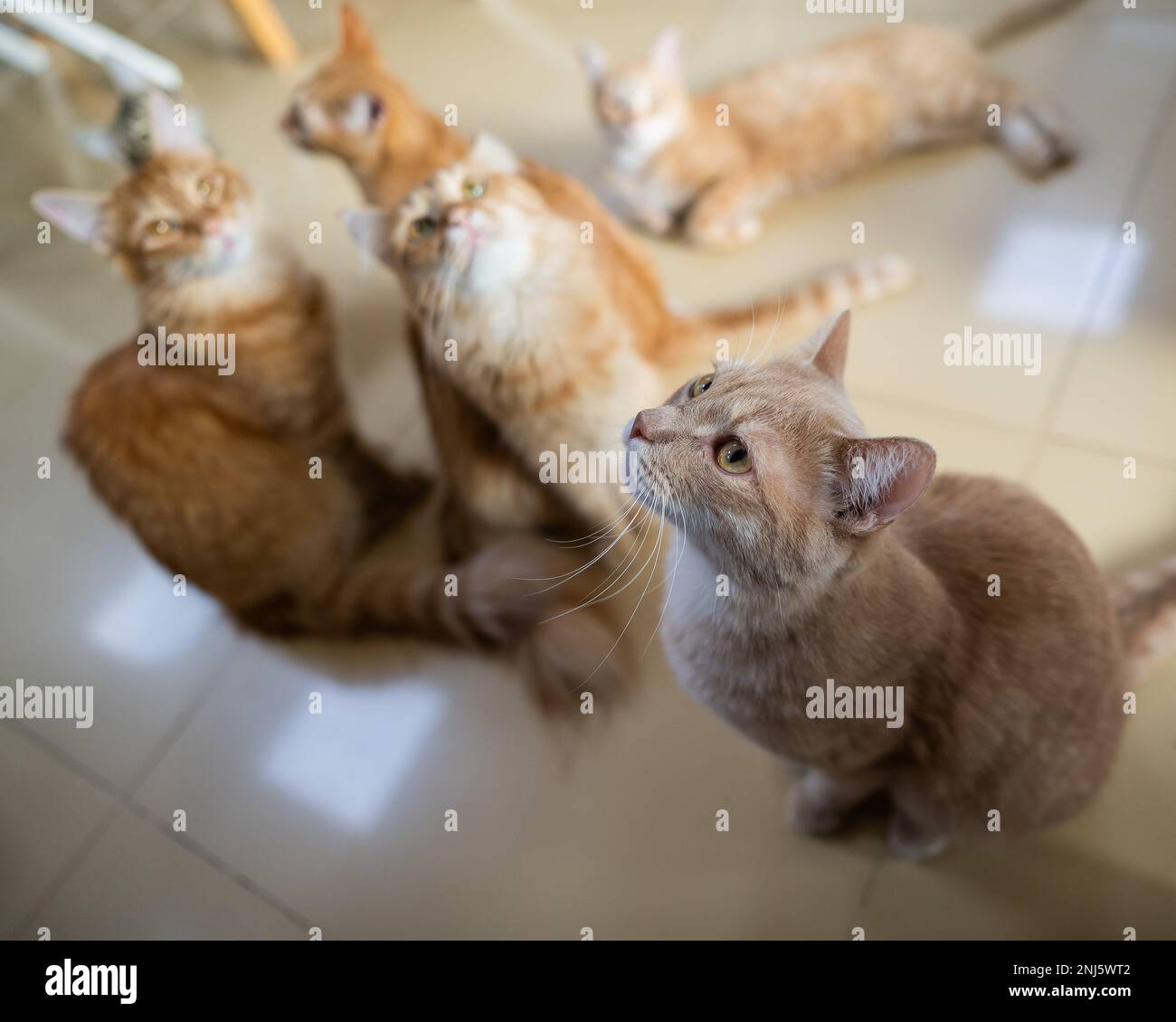 A group of cats in a cat cafe. Charity space Stock Photo - Alamy