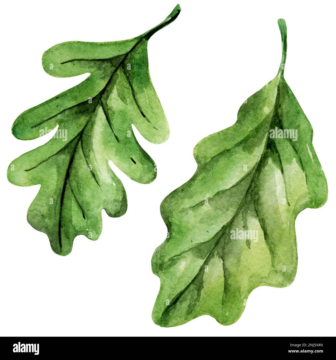 hand draw watercolour illustration green oak leaves, multicolour sketch ...