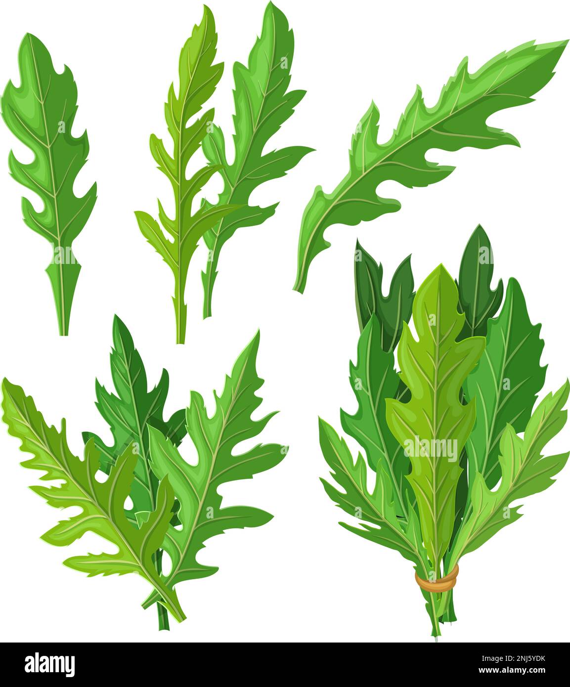 arugula fresh salad vegetable set cartoon vector illustration color ...