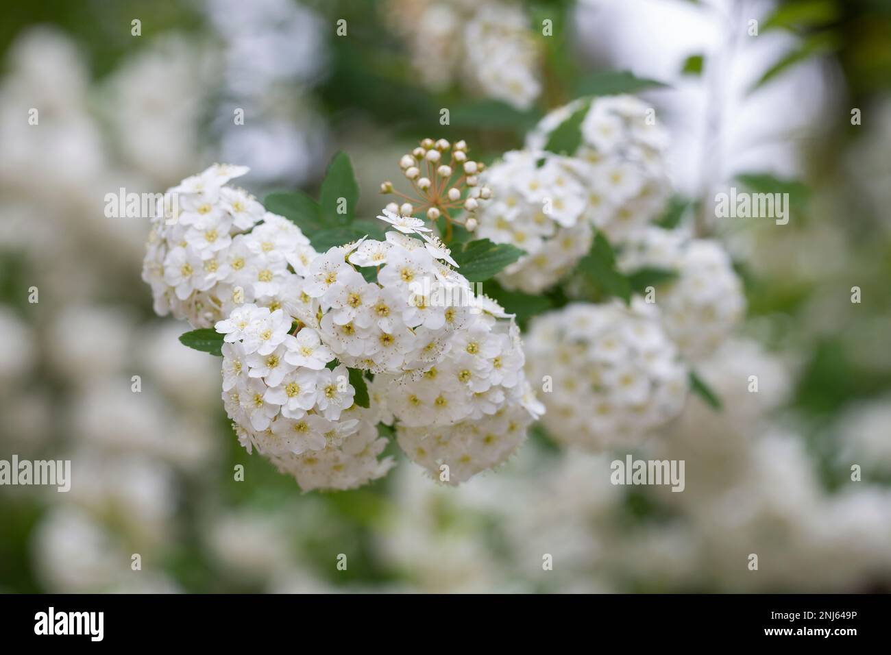 Spiraea chamaedryfolia or germander meadowsweet or elm-leaved spirea ...