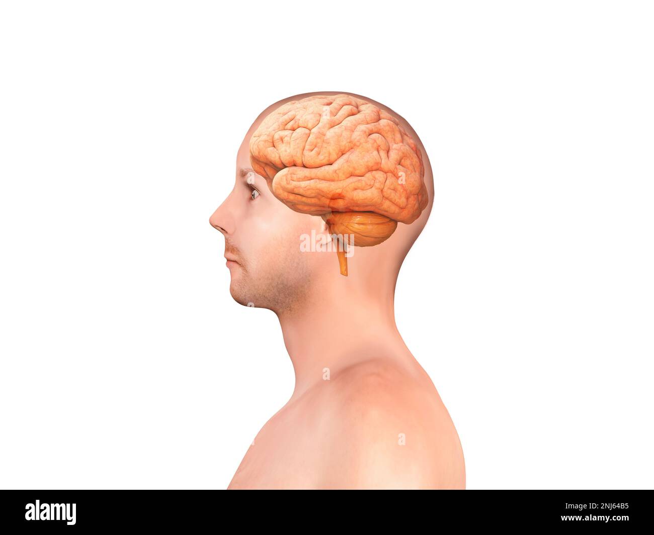 Human Brain Isolated Within Man's Head, Side View, 3D Rendering ...