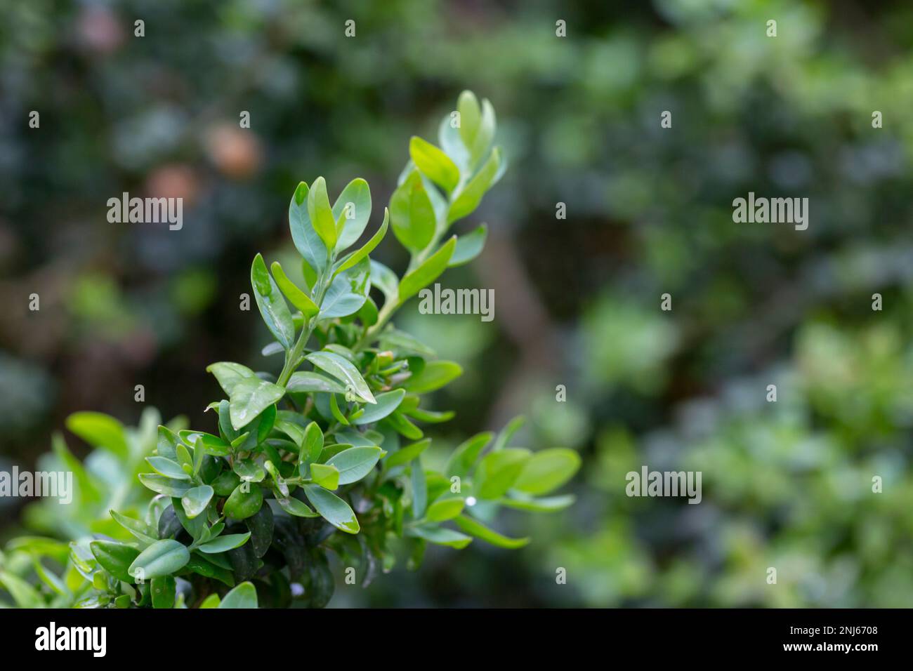 boxwood. Buxus sempervirens with yellow flowers. young boxwood leaves ...
