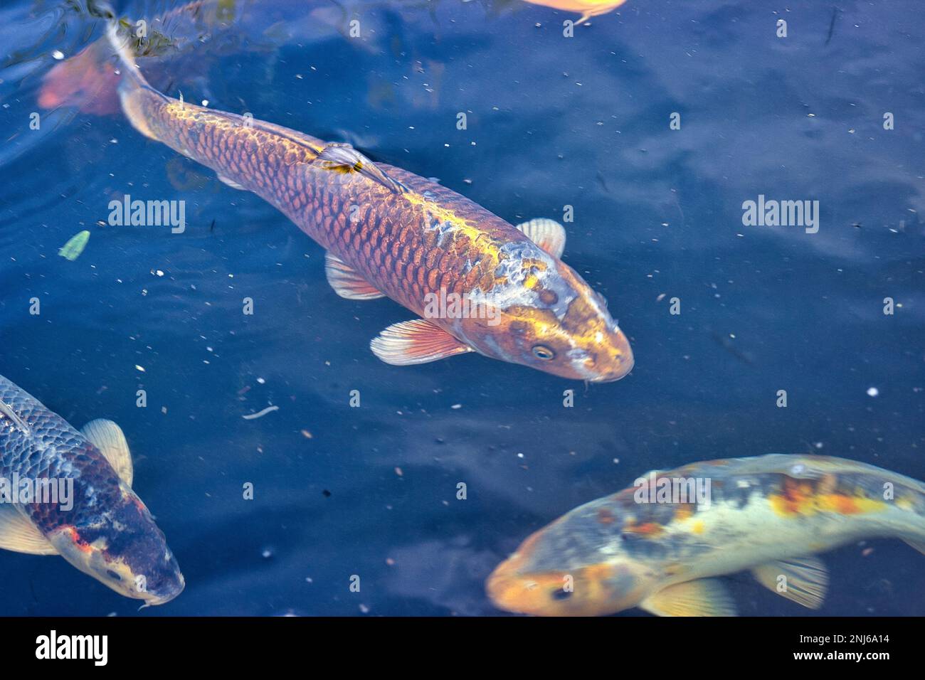 Full body close up of golden koi carp in dark blue pond Stock Photo - Alamy