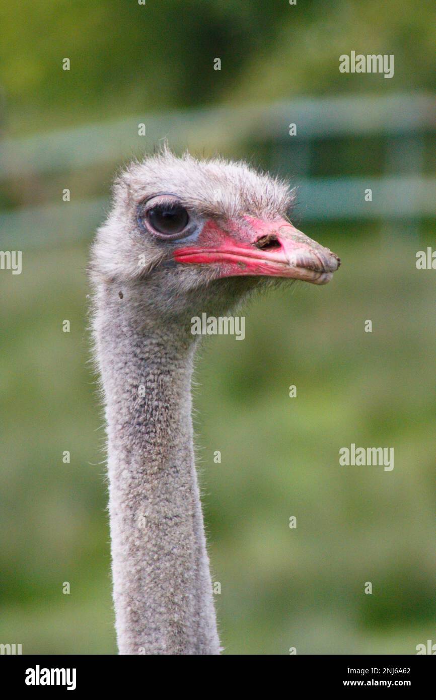 Ostrich photography zoo hi-res stock photography and images - Alamy