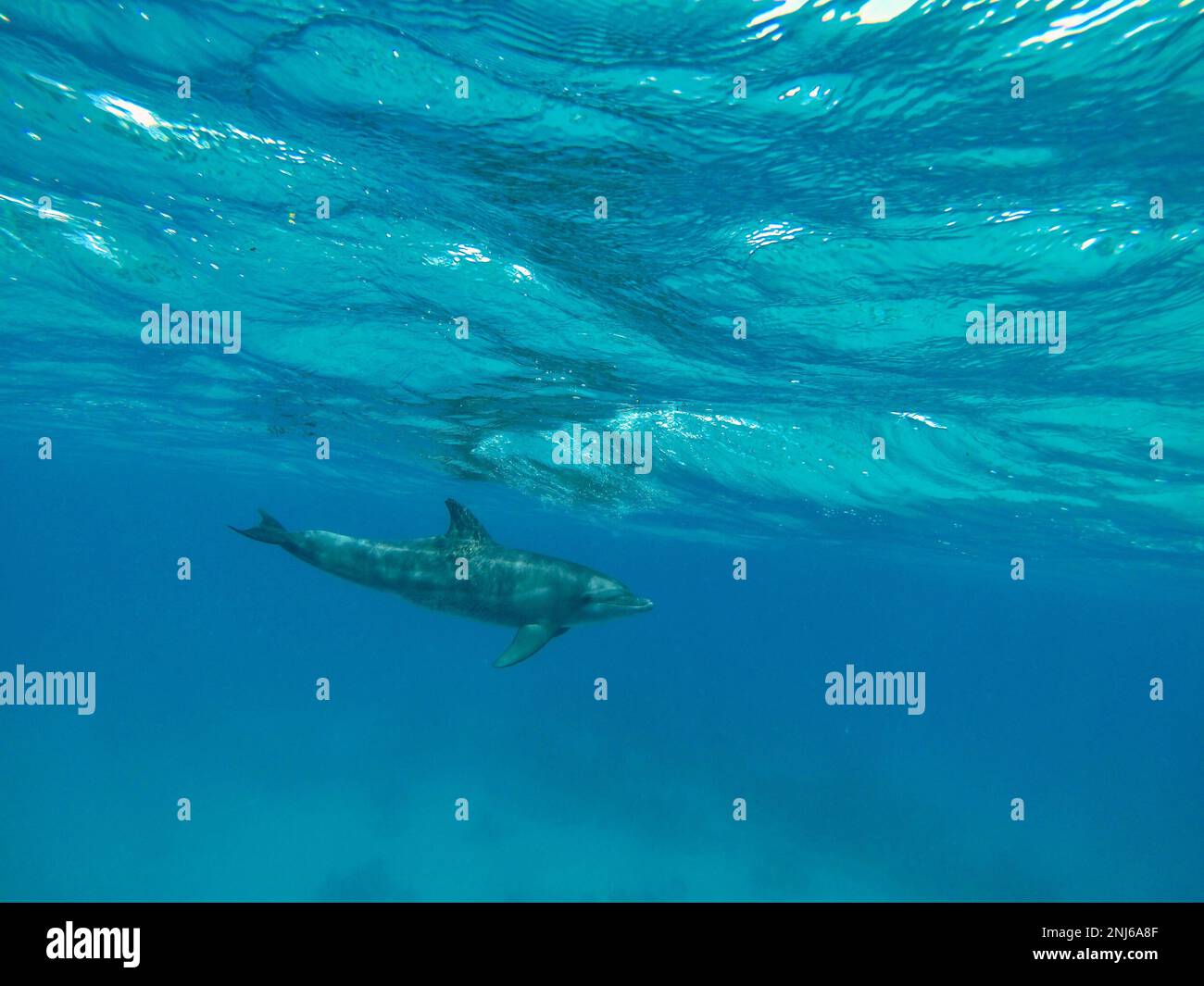 Full body shot of a dolphin, sunlight speckles on its skin Stock Photo ...