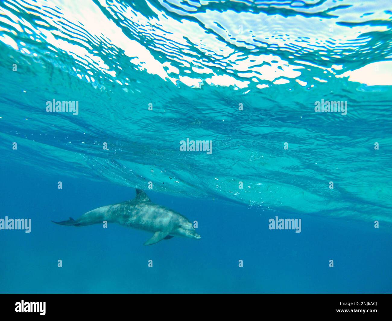 Full body shot of a dolphin, sunlight speckles on its skin Stock Photo ...