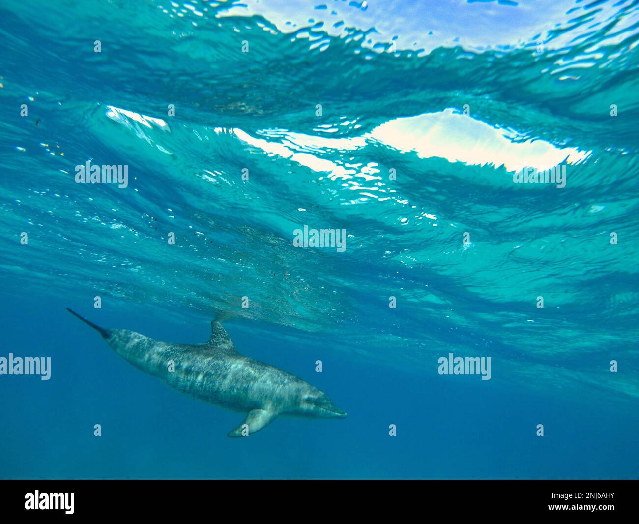 Full body shot of a dolphin, sunlight speckles on its skin Stock Photo ...