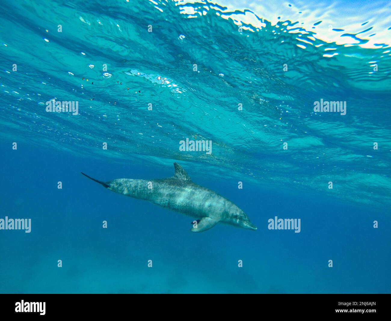 Full body shot of a dolphin, sunlight speckles on its skin Stock Photo ...
