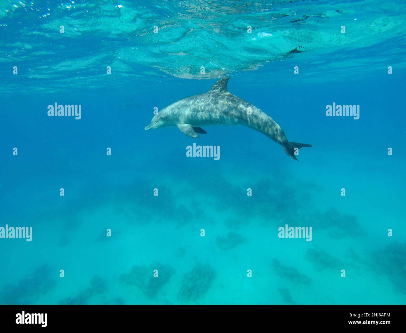 Full body shot of a dolphin, sunlight speckles on its skin Stock Photo ...