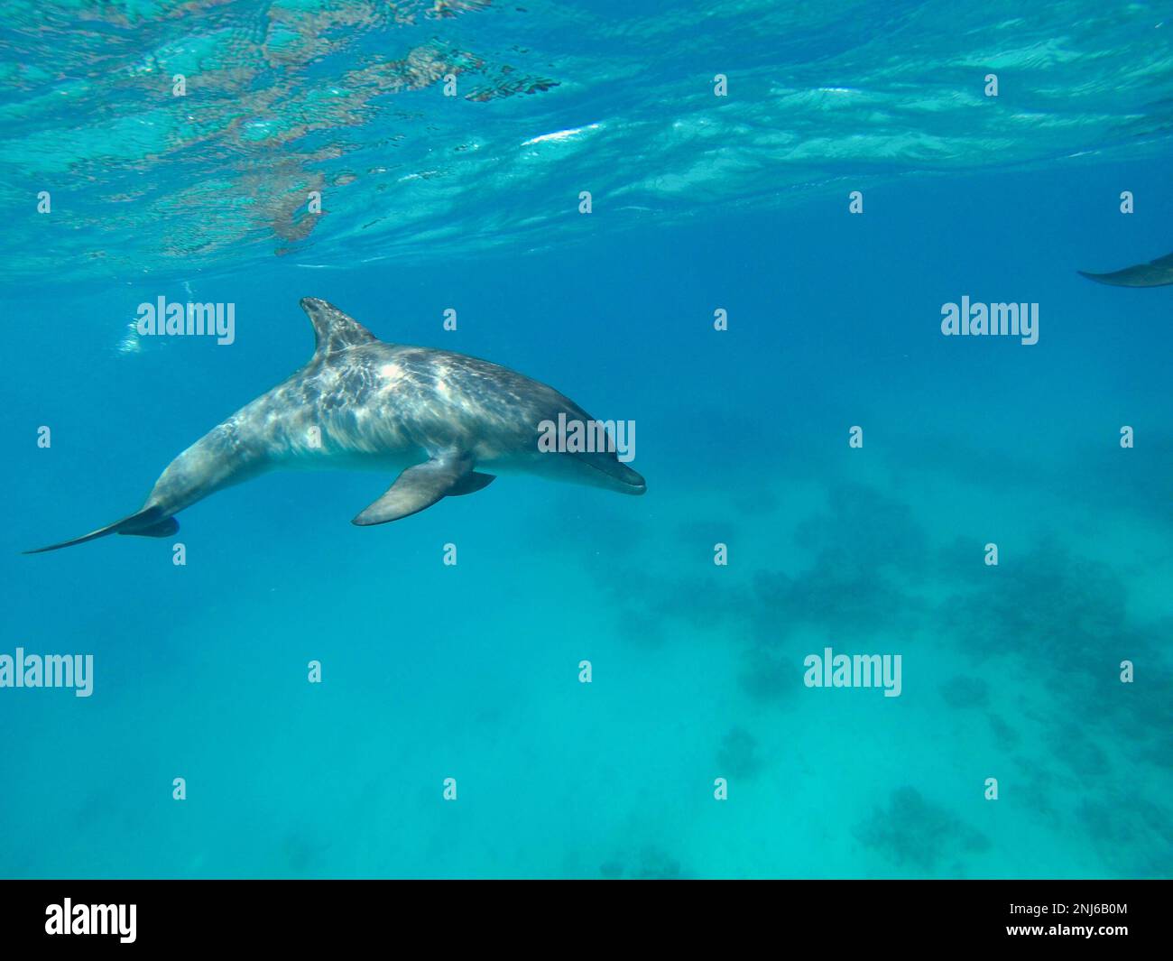 Full body shot of a dolphin, sunlight speckles on its skin Stock Photo ...