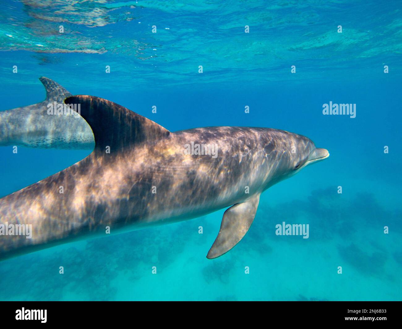 Close-up of a dolphin, sunlight speckles on its skin Stock Photo - Alamy