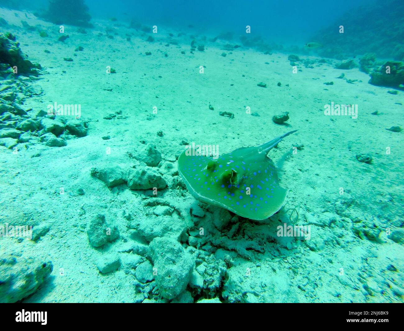 Stingray wave hi-res stock photography and images - Alamy