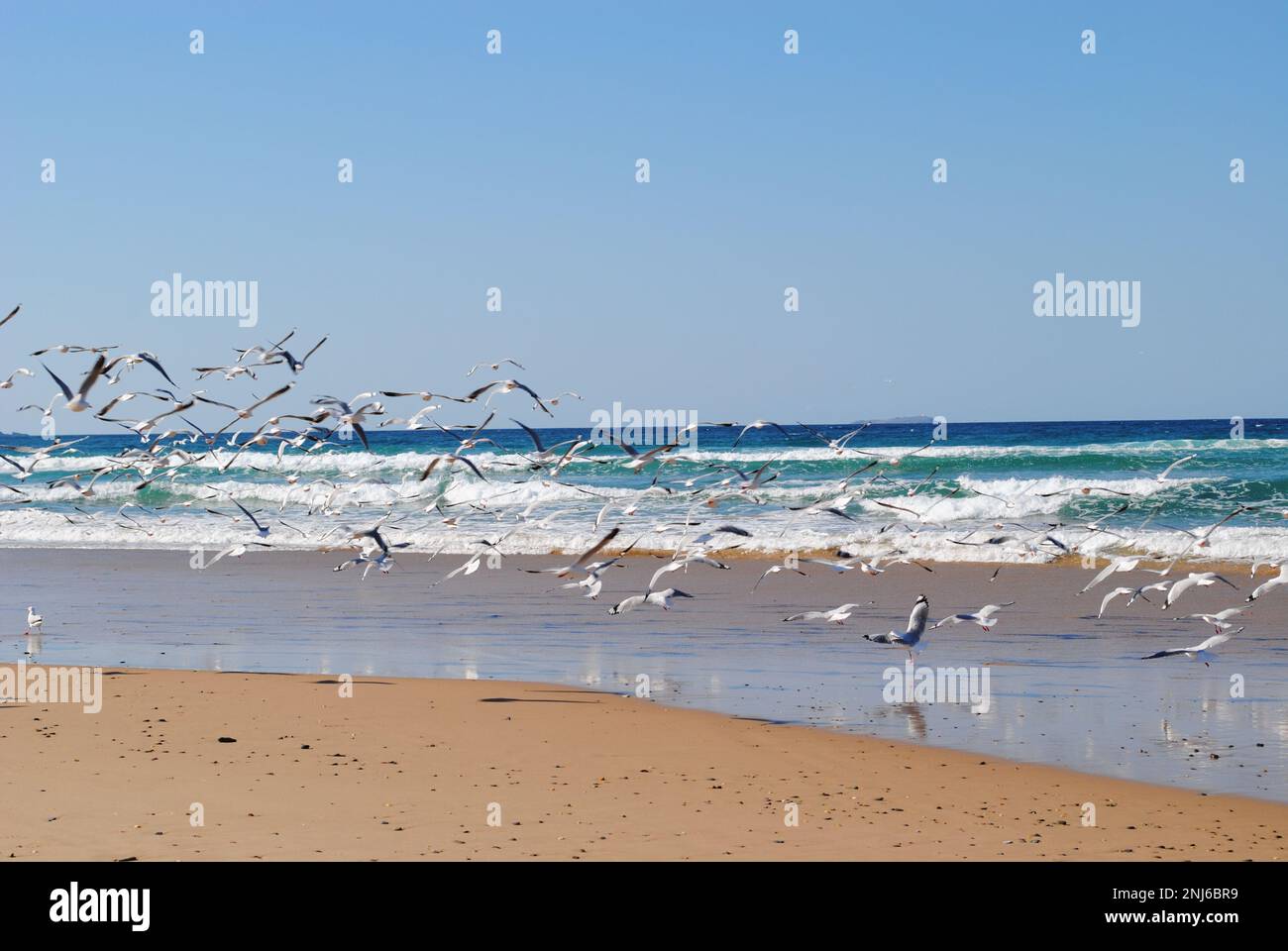 Spirit gulls hi-res stock photography and images - Alamy