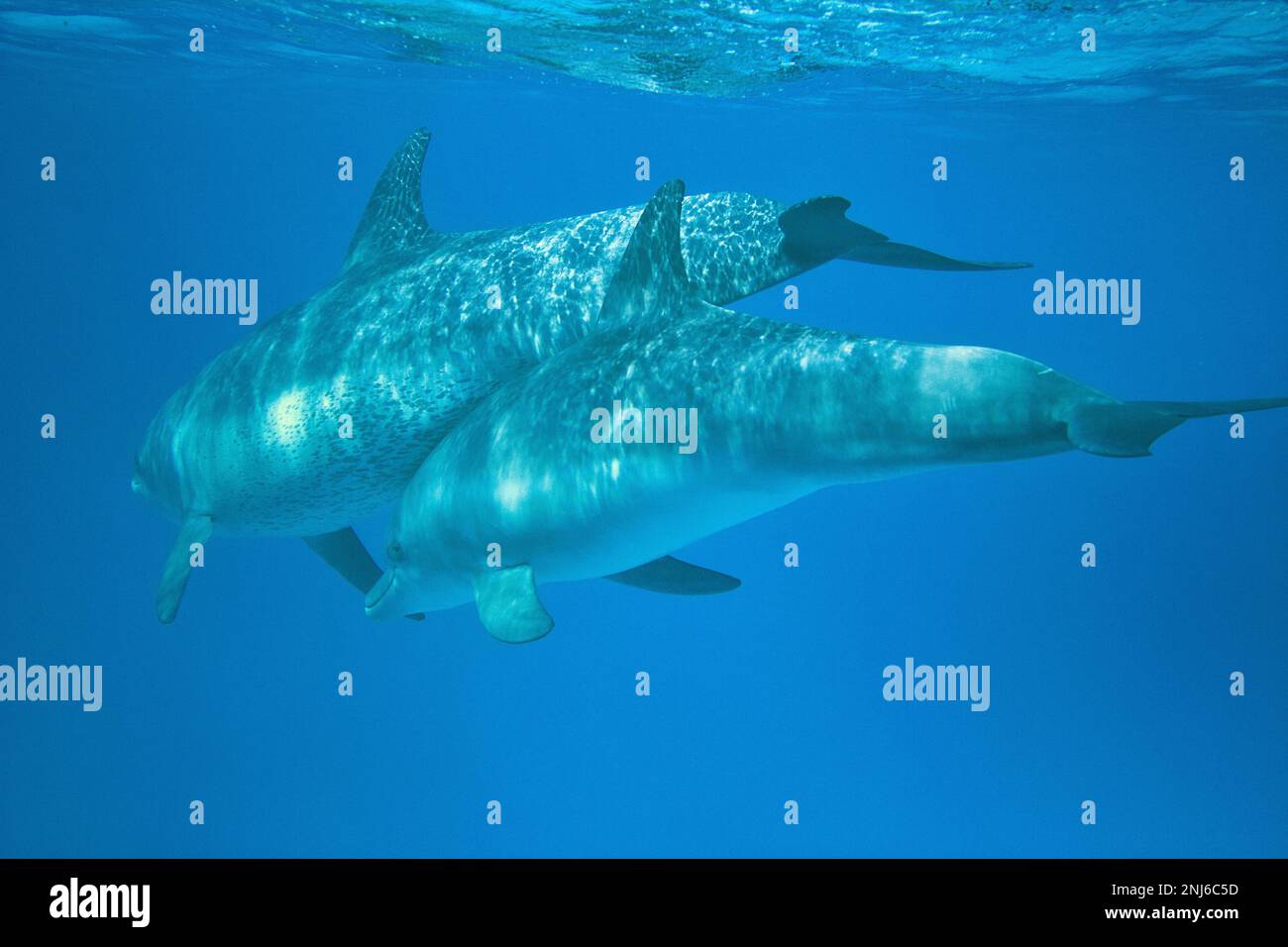 Full body close up of two dolphins swimming together, sunlight speckles ...