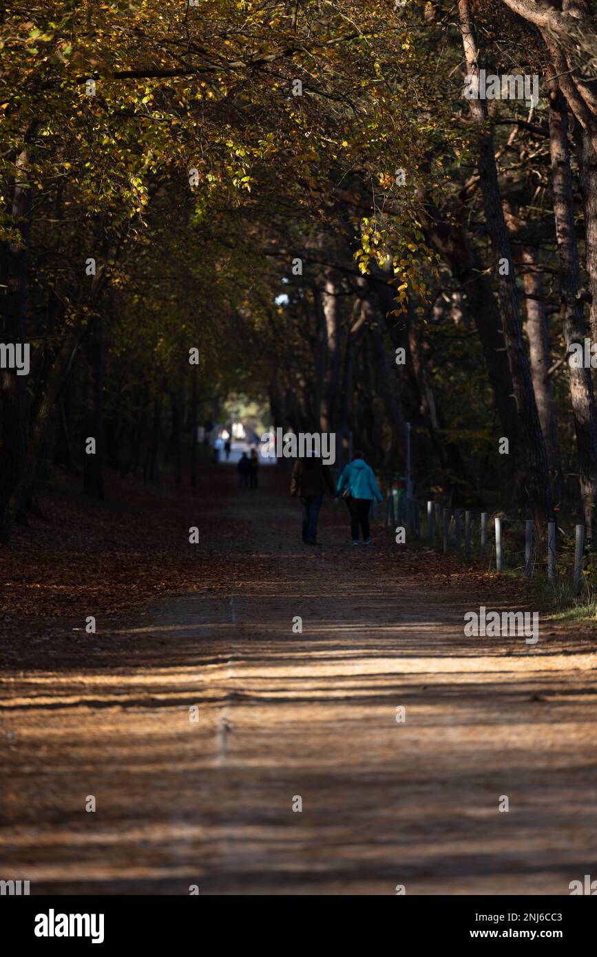 A group of people walking along a picturesque path lined with trees ...