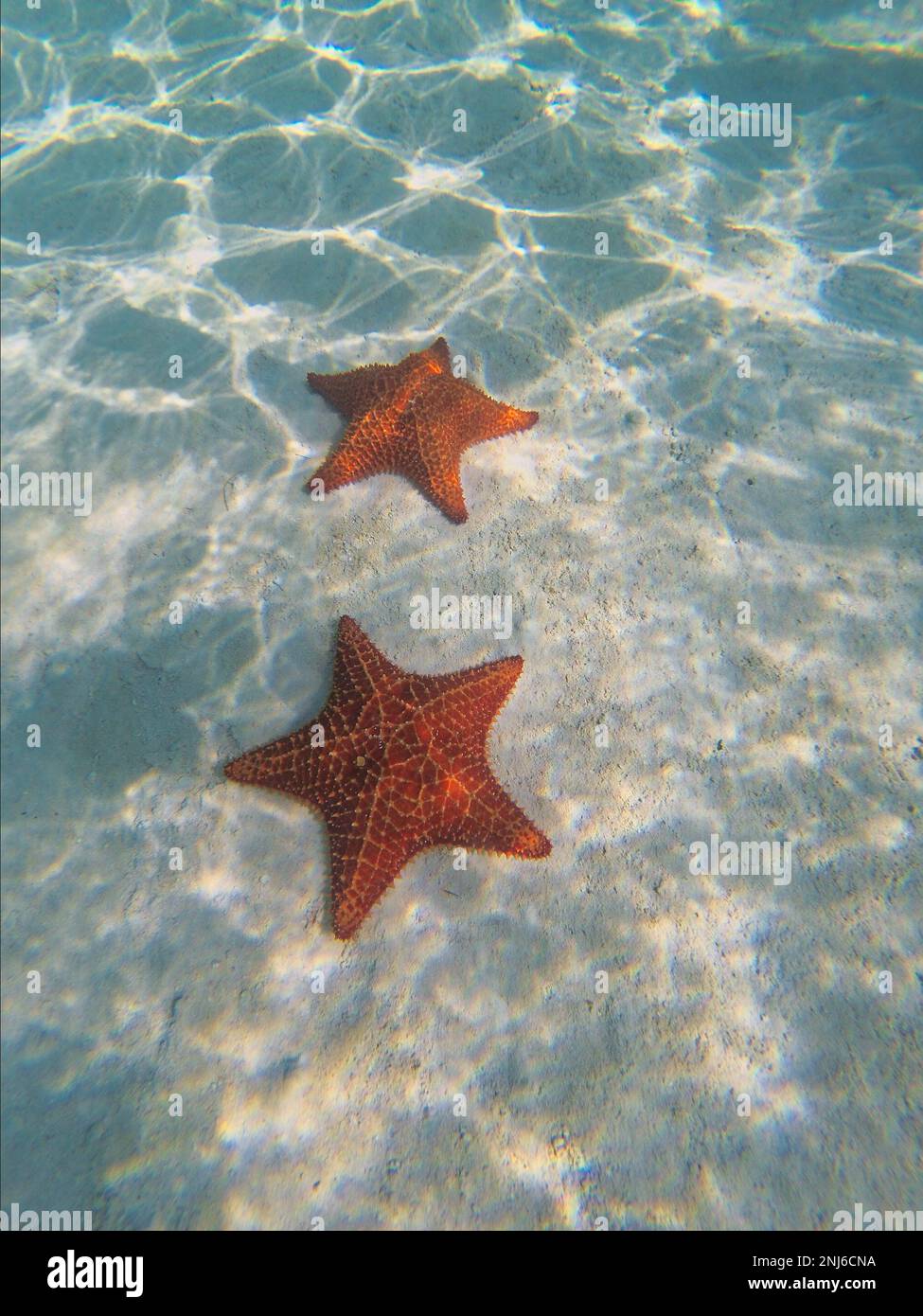 Red starfish underwater on seabed hi-res stock photography and images ...