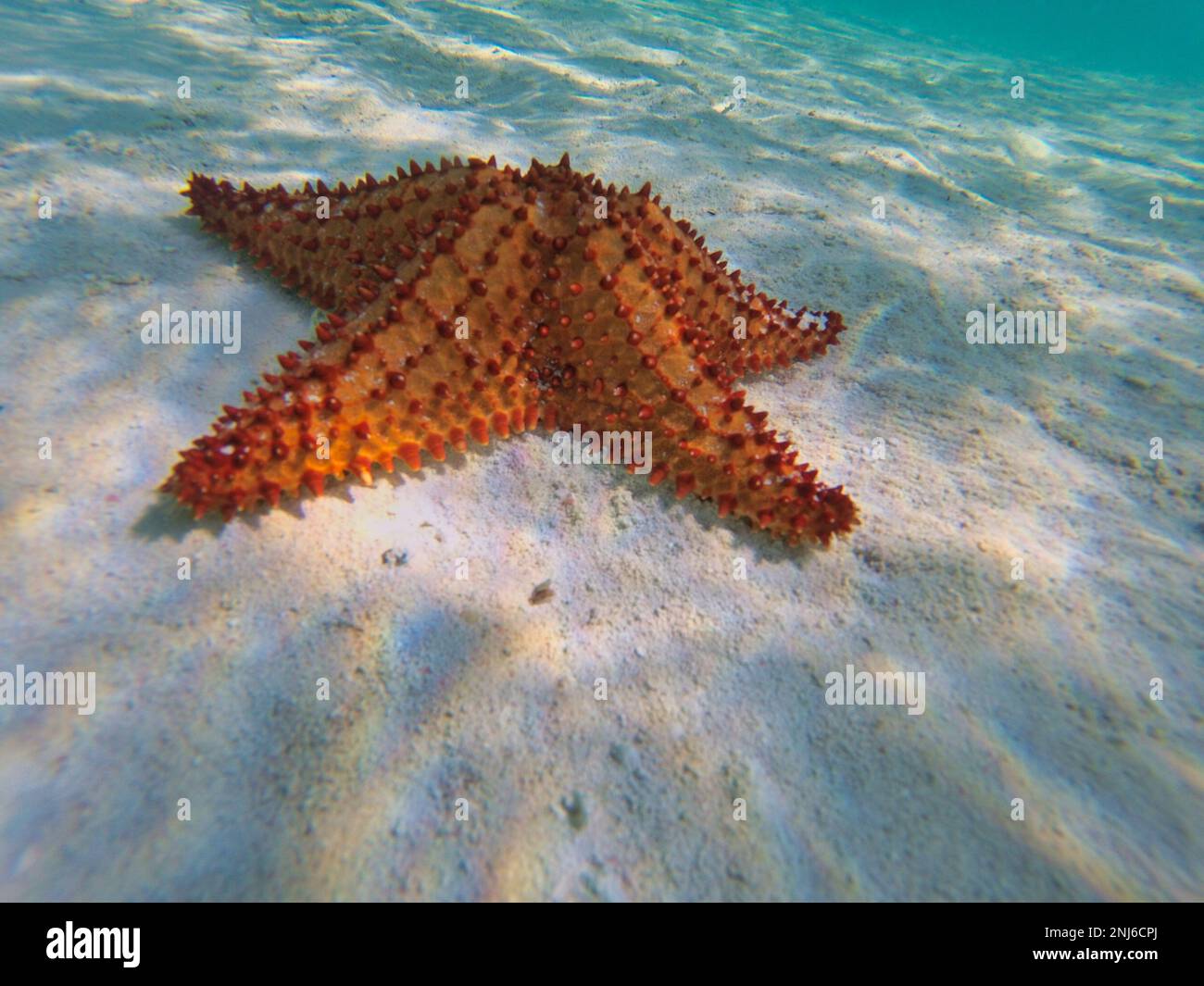 Big red star fish hi-res stock photography and images - Alamy