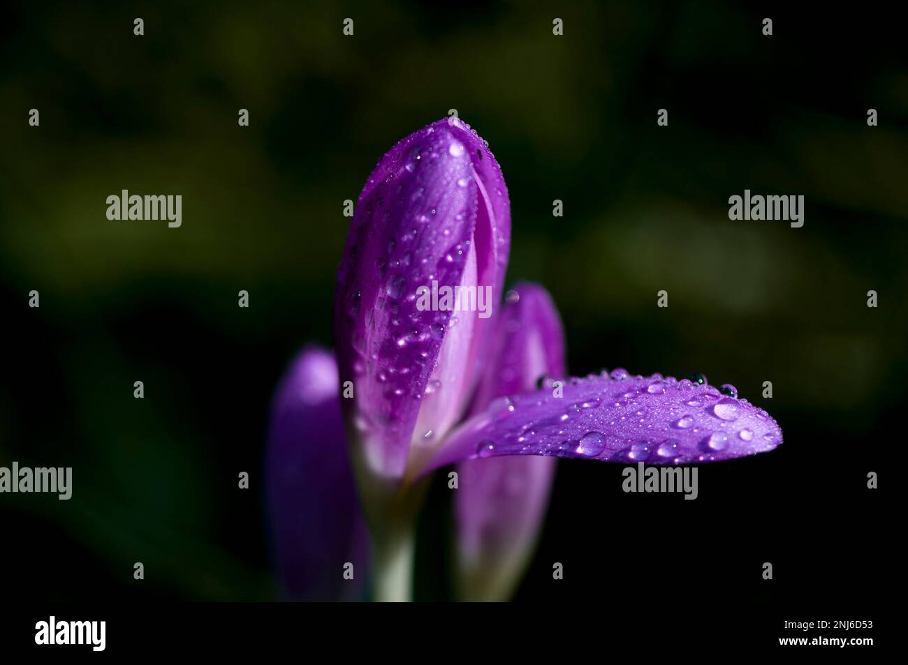 Insectos naturaleza hi-res stock photography and images - Alamy