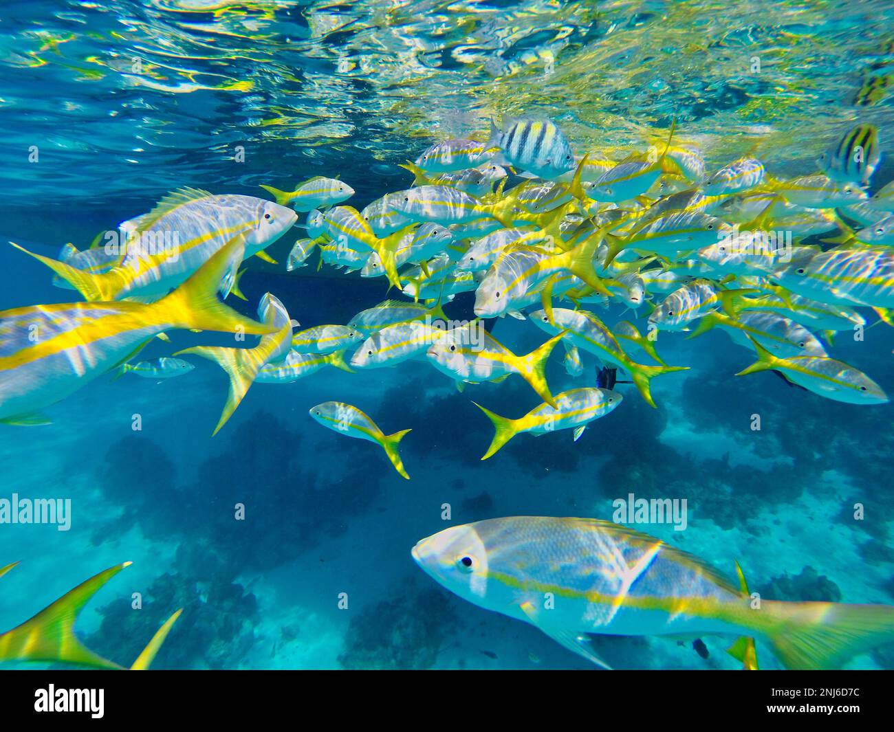 Yellow tail snapper hi-res stock photography and images - Alamy