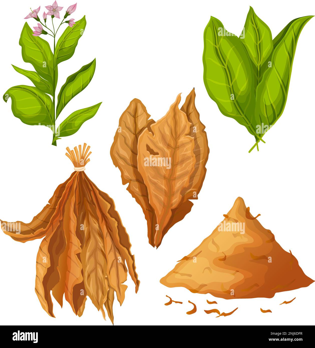 tobacco leaf nicotine set cartoon vector illustration color sign Stock ...