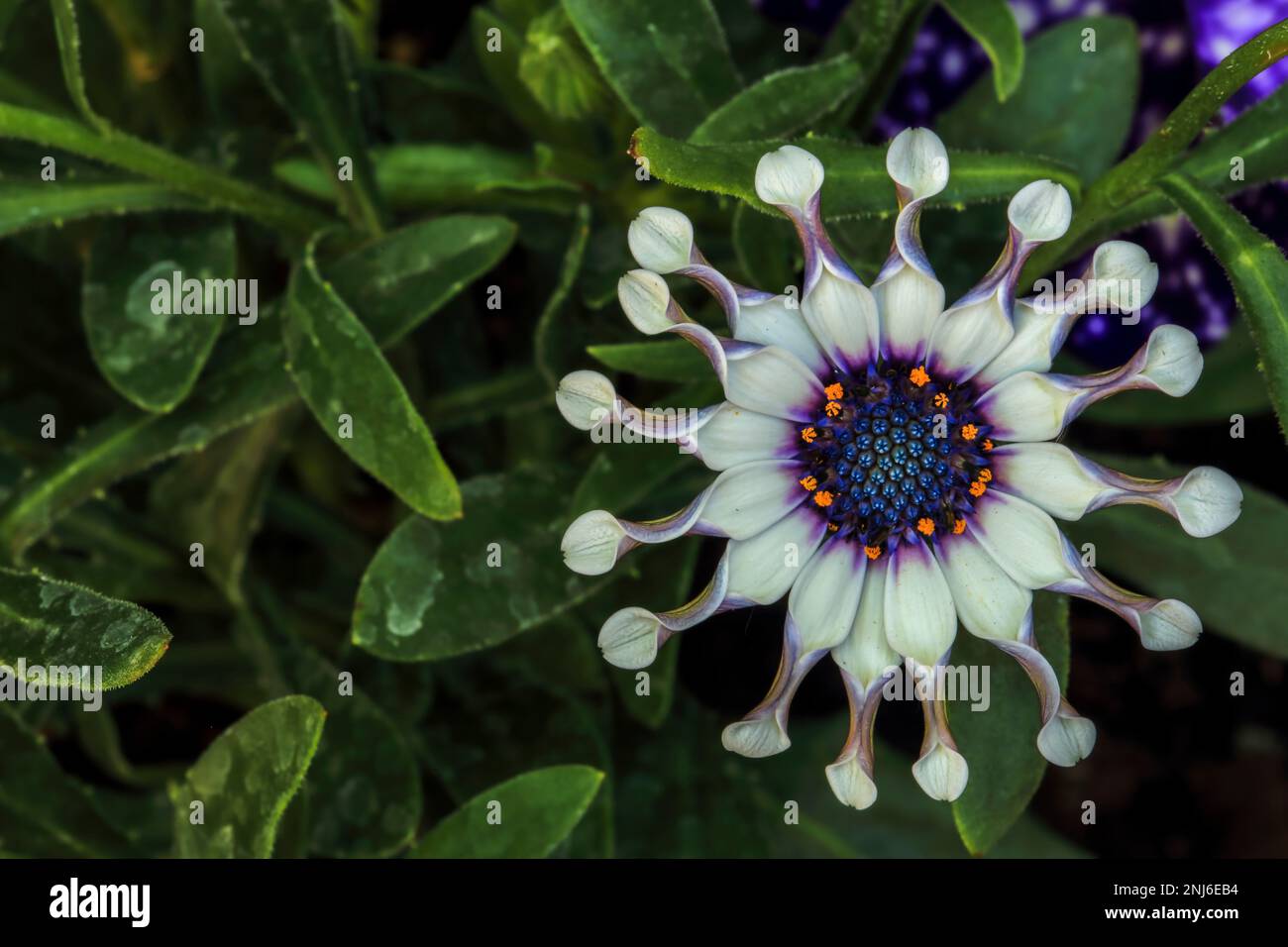 The spoon-petaled Spider White, also known as the African Daisy Stock ...
