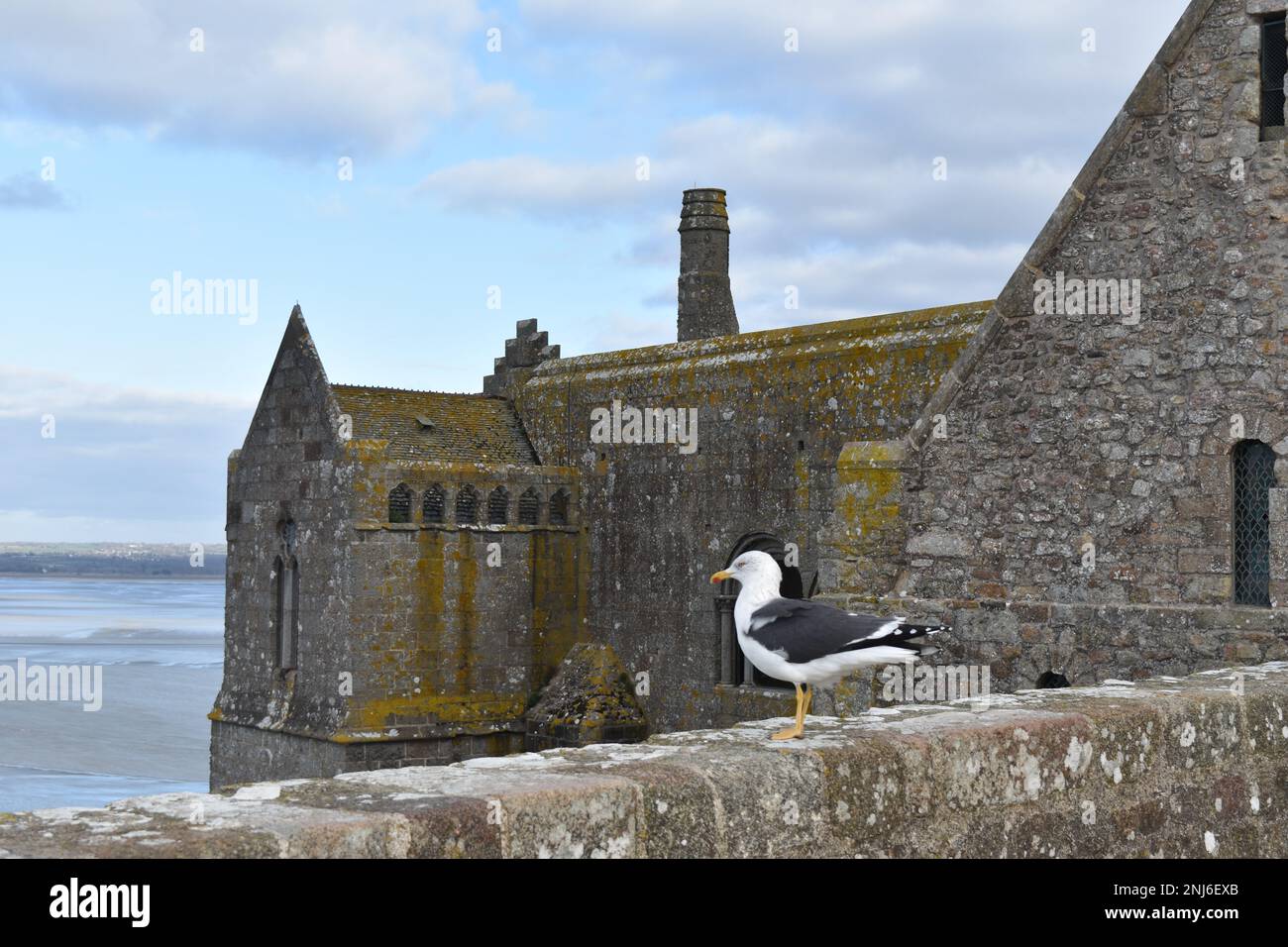 Seagull, Mont St Michel Stock Photo - Alamy