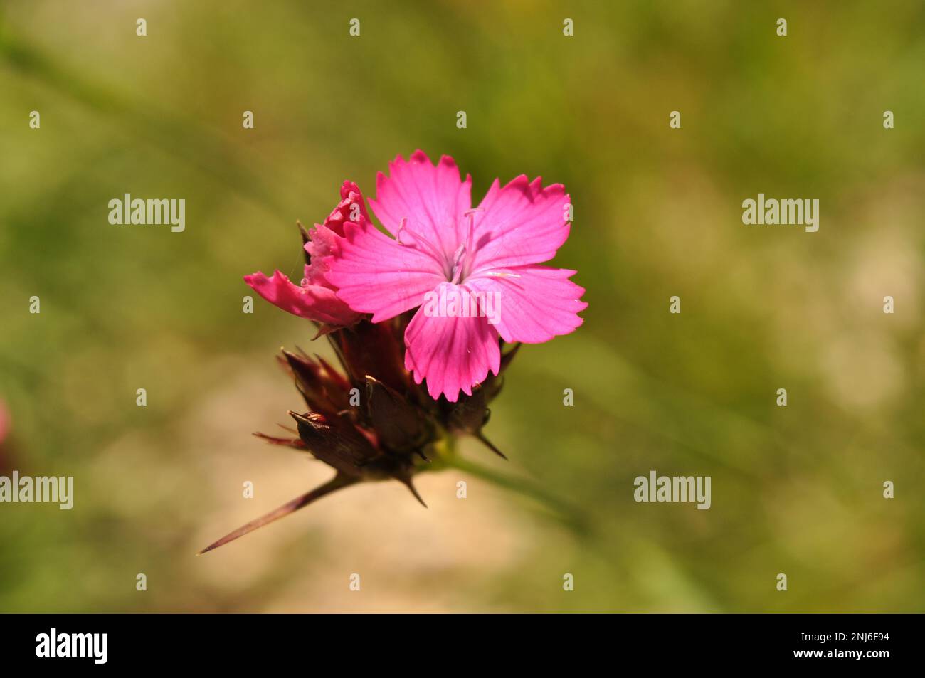 Photograph of a field carnation flower Stock Photo - Alamy