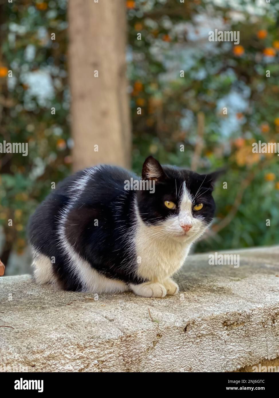 homeless Turkish cat on the street of Antalya Stock Photo - Alamy