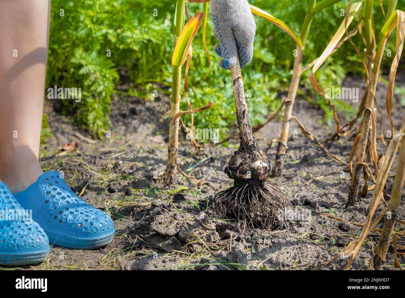 man pulling fresh garlic out of the garden. fresh garlic in the garden ...