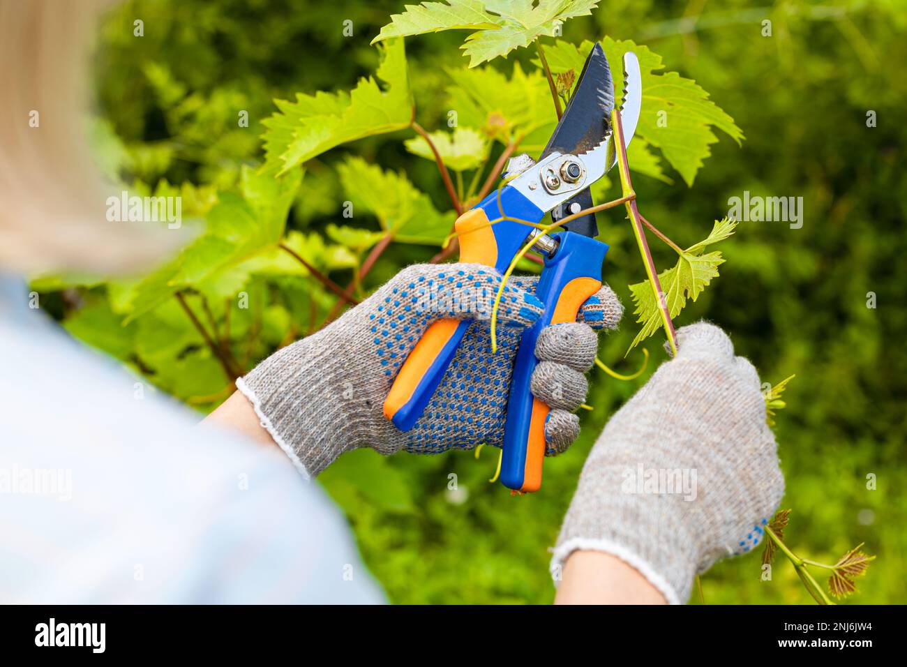 a man cuts a branch from a bush with a pruner. grape care Stock Photo ...