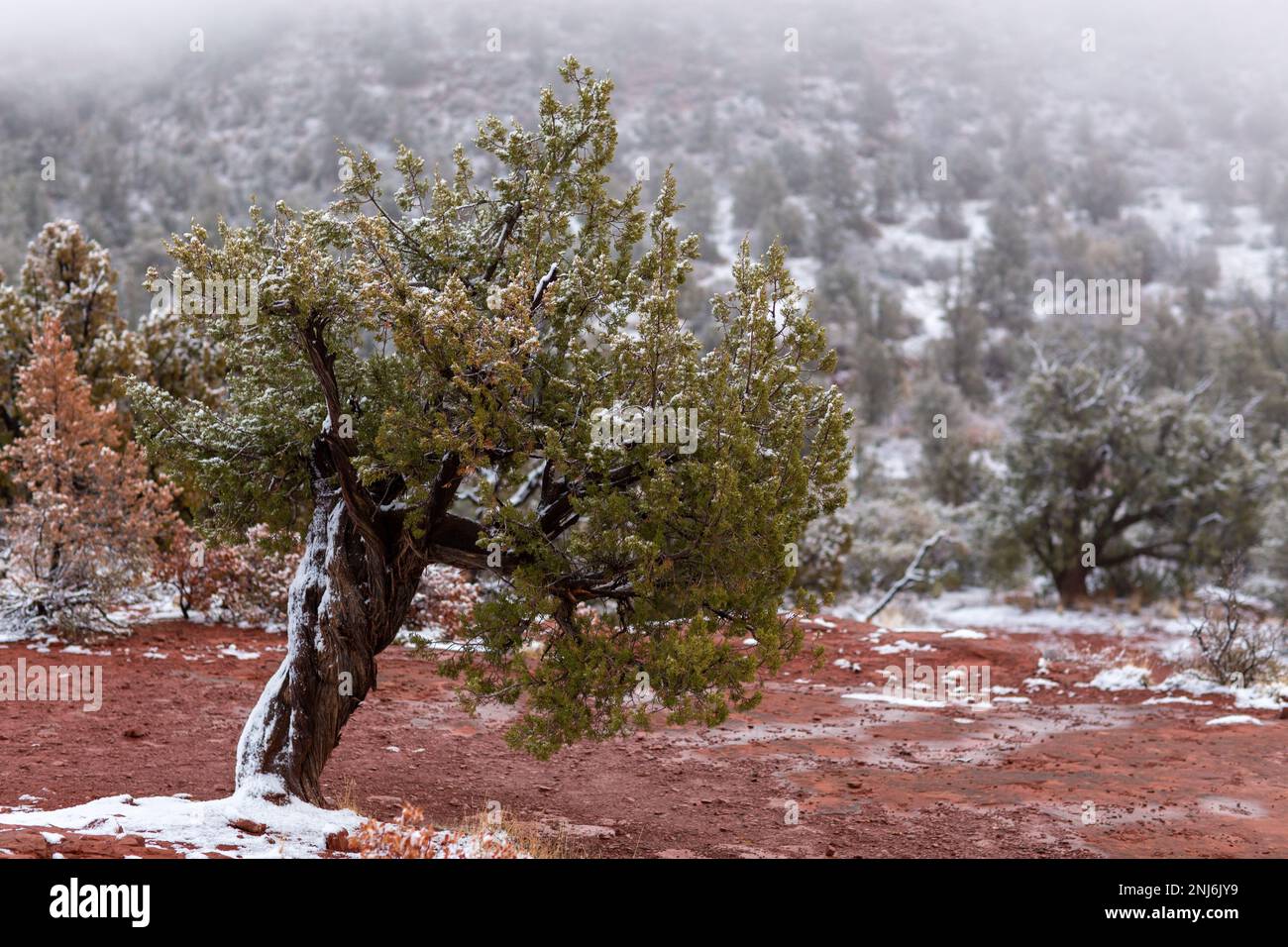 Snow In Sedona Stock Photo - Alamy