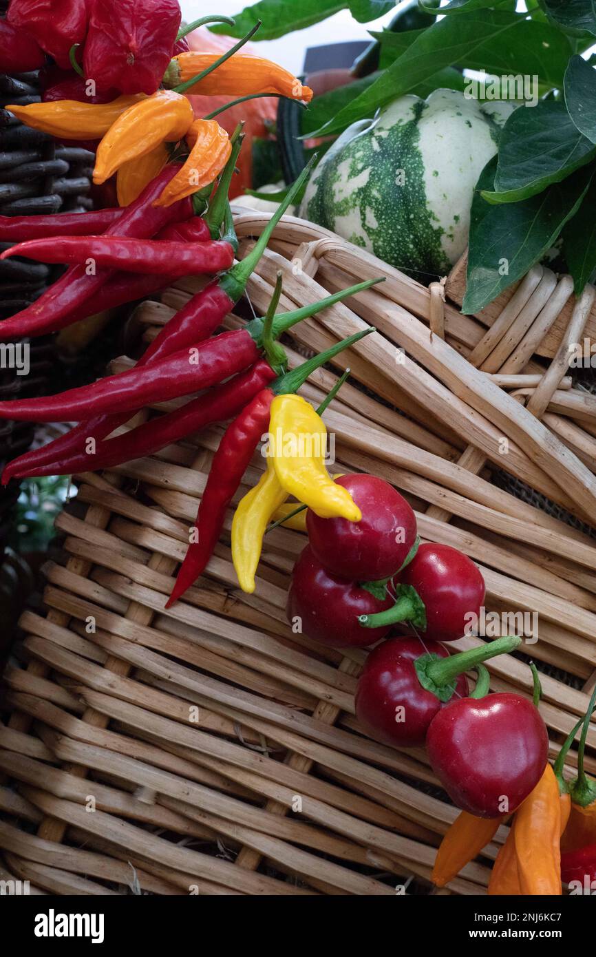 A string of chillies and peppers set against a light brown wicker ...