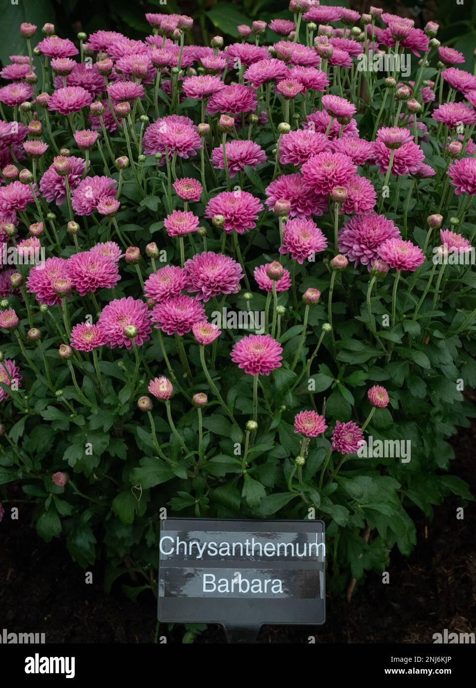 The Chrysanthemum named Barbara, pink flower taken at Chelsea Flower ...