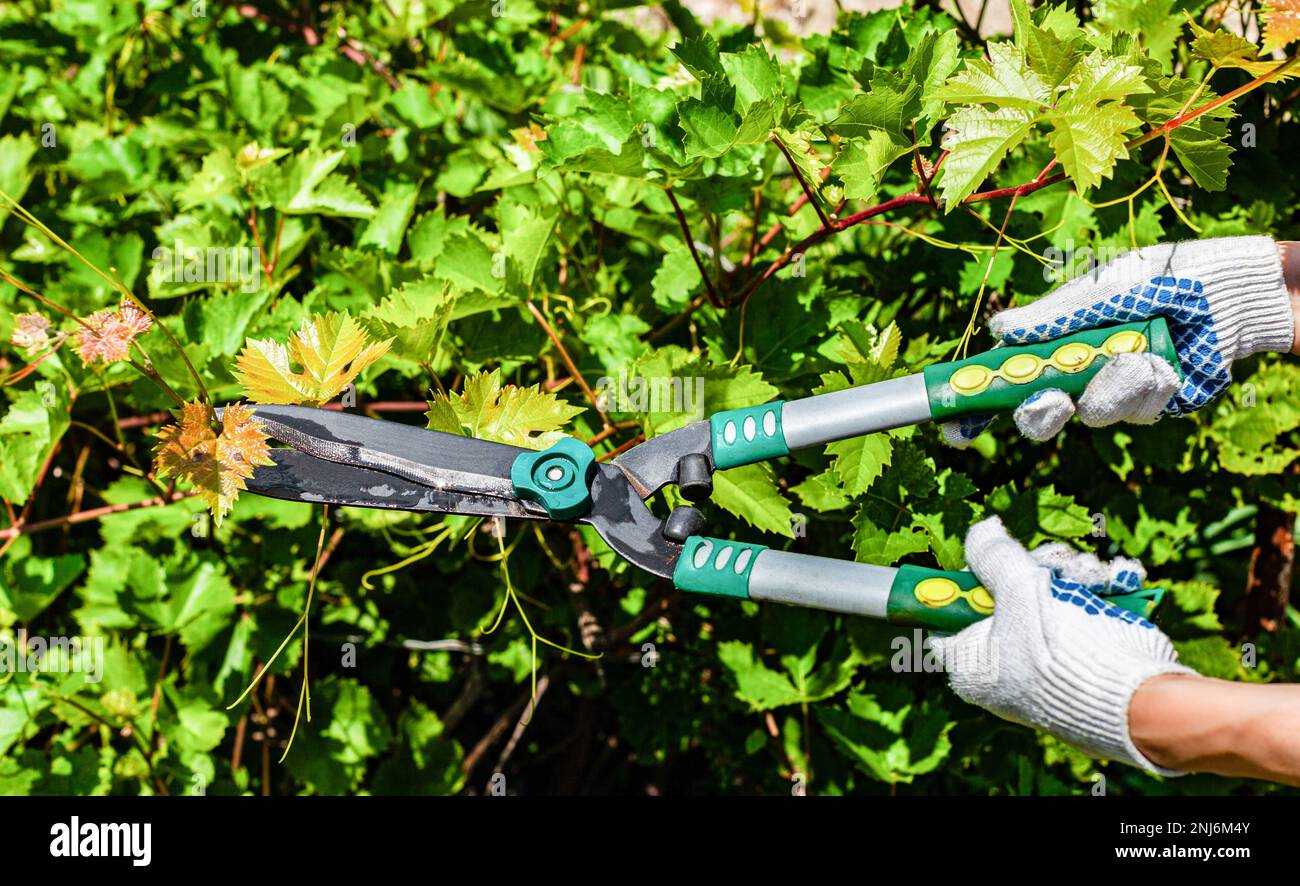 Large scissors hi-res stock photography and images - Alamy