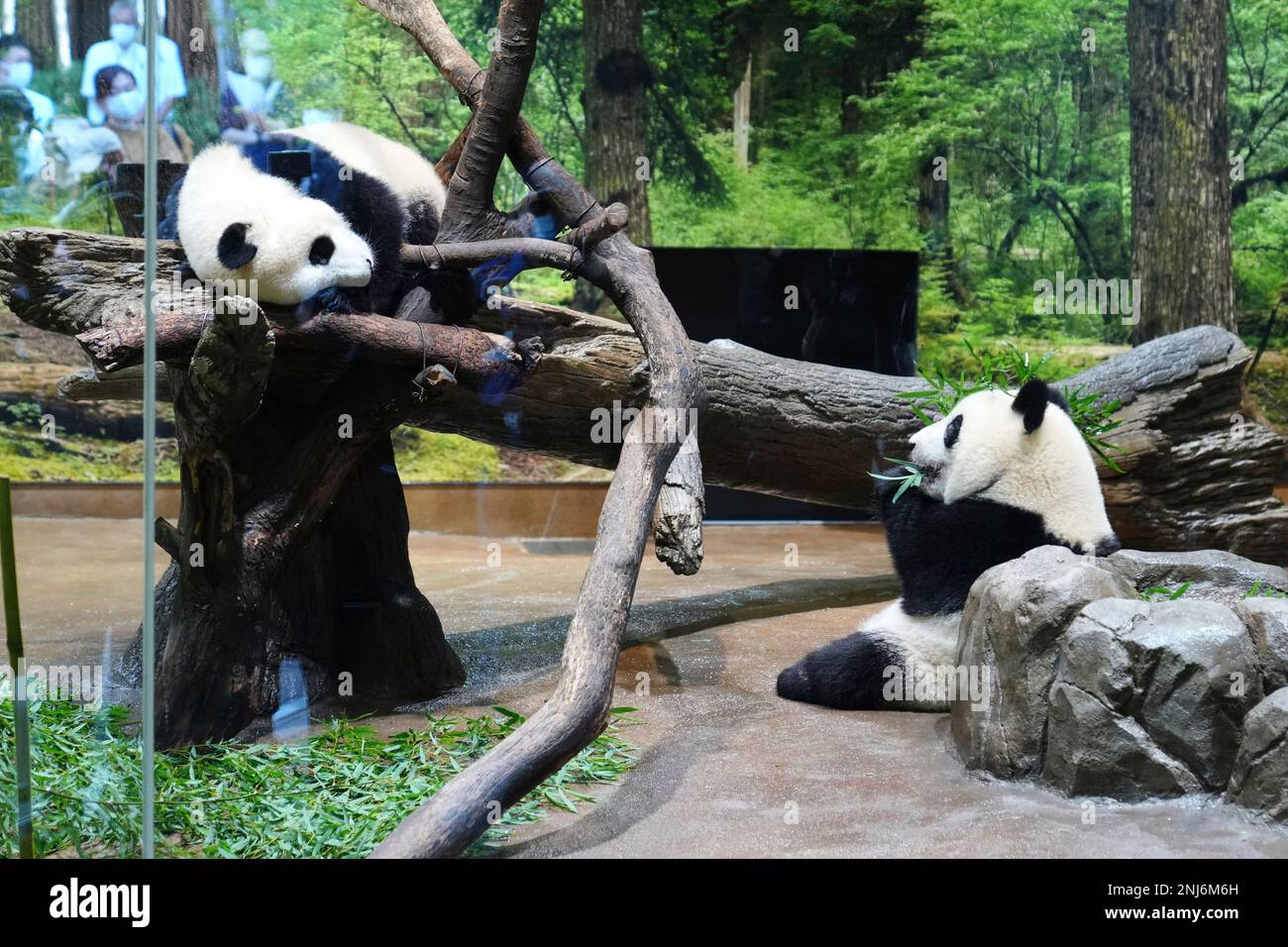Twin giant panda Xiao Xiao and Lei Lei are seen on a first-come-first-served basis without ...